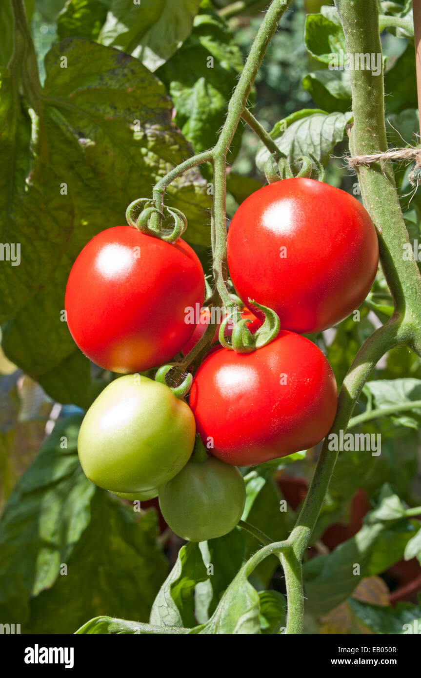 Roma tomatoes growing hi-res stock photography and images - Alamy