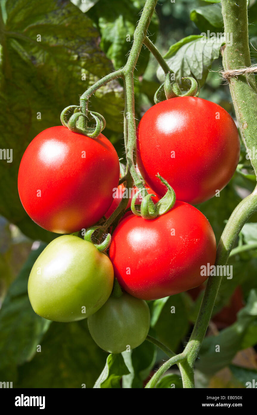 Close up of truss of red Roma tomatoes ripening on the vine in summer ...