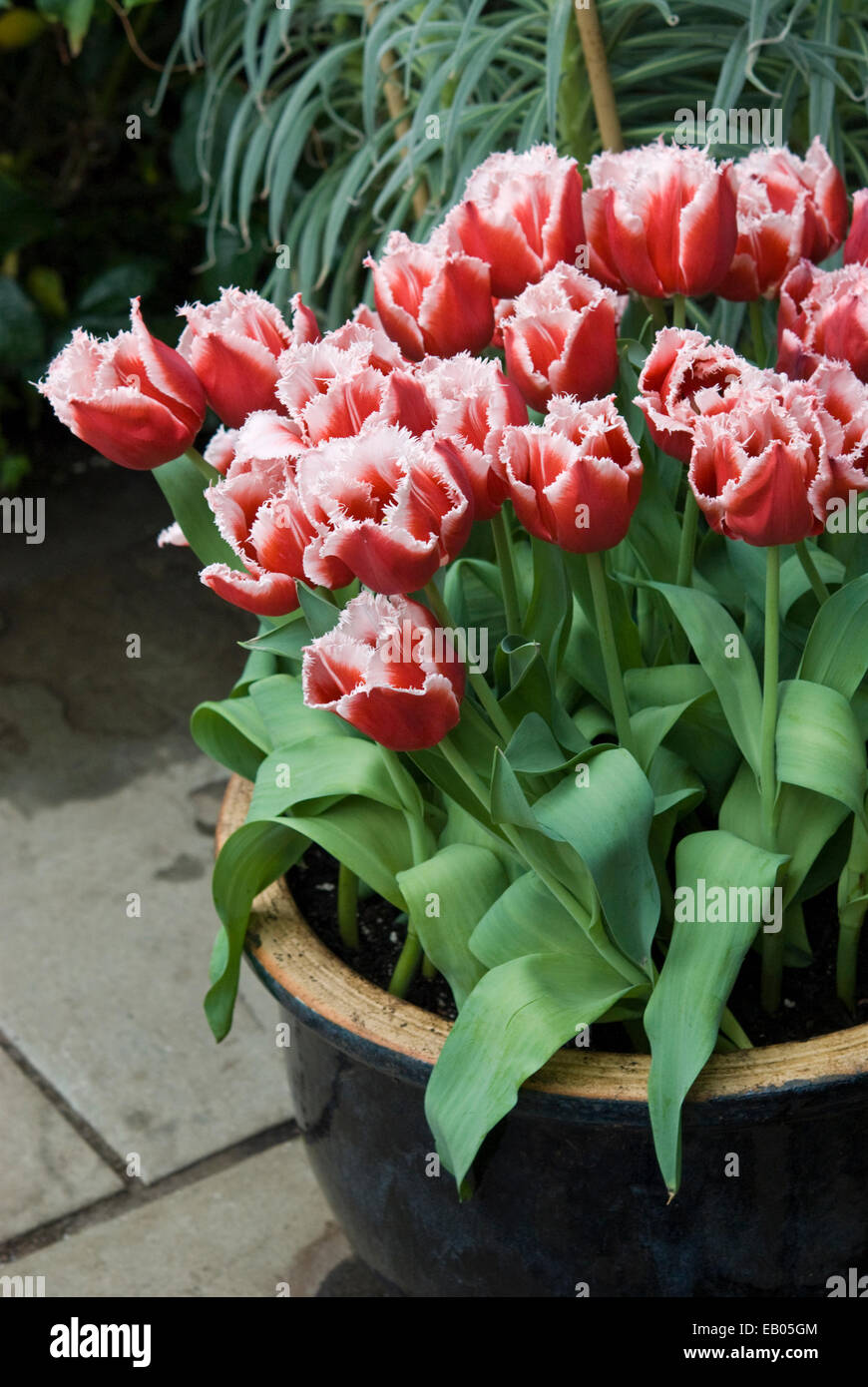 Tulipa canasta hi-res stock photography and images - Alamy
