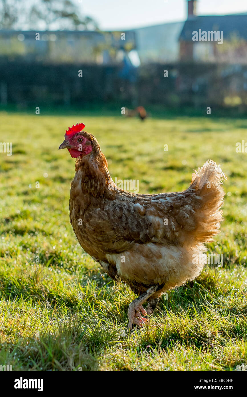 "Free range Chicken Stock Photo - Alamy