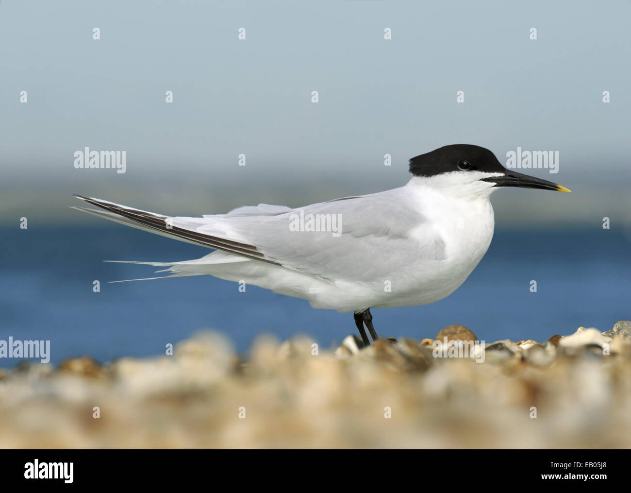 Sandwich Tern Sterna sandvicensis - Winter Adult Stock Photo - Alamy