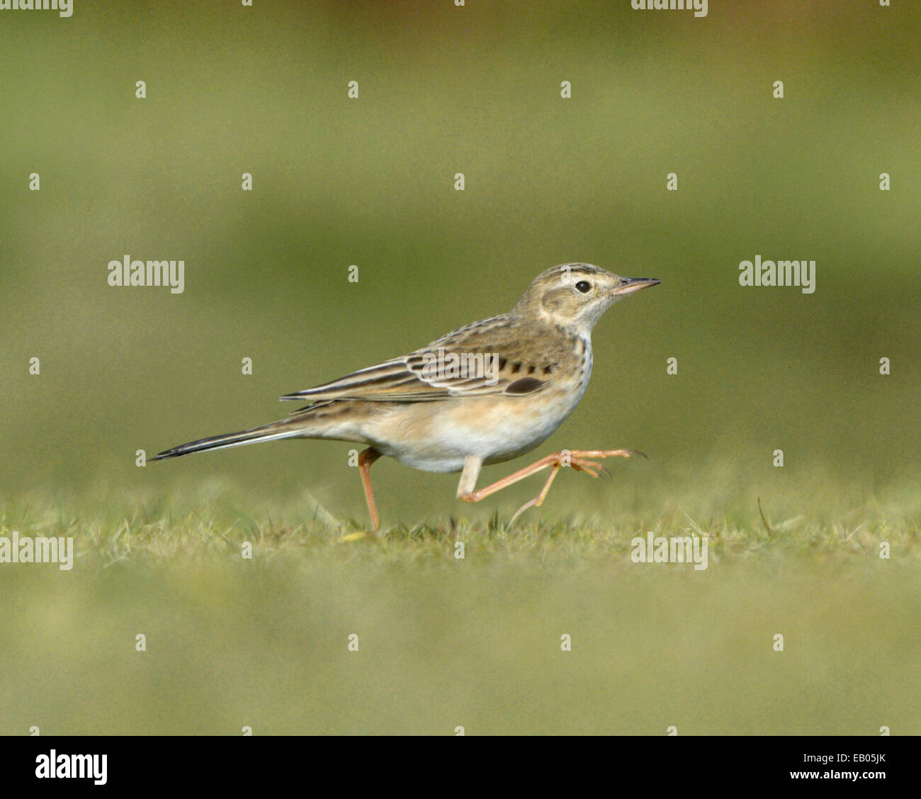 Richard's Pipit - Anthus richardi Stock Photo - Alamy