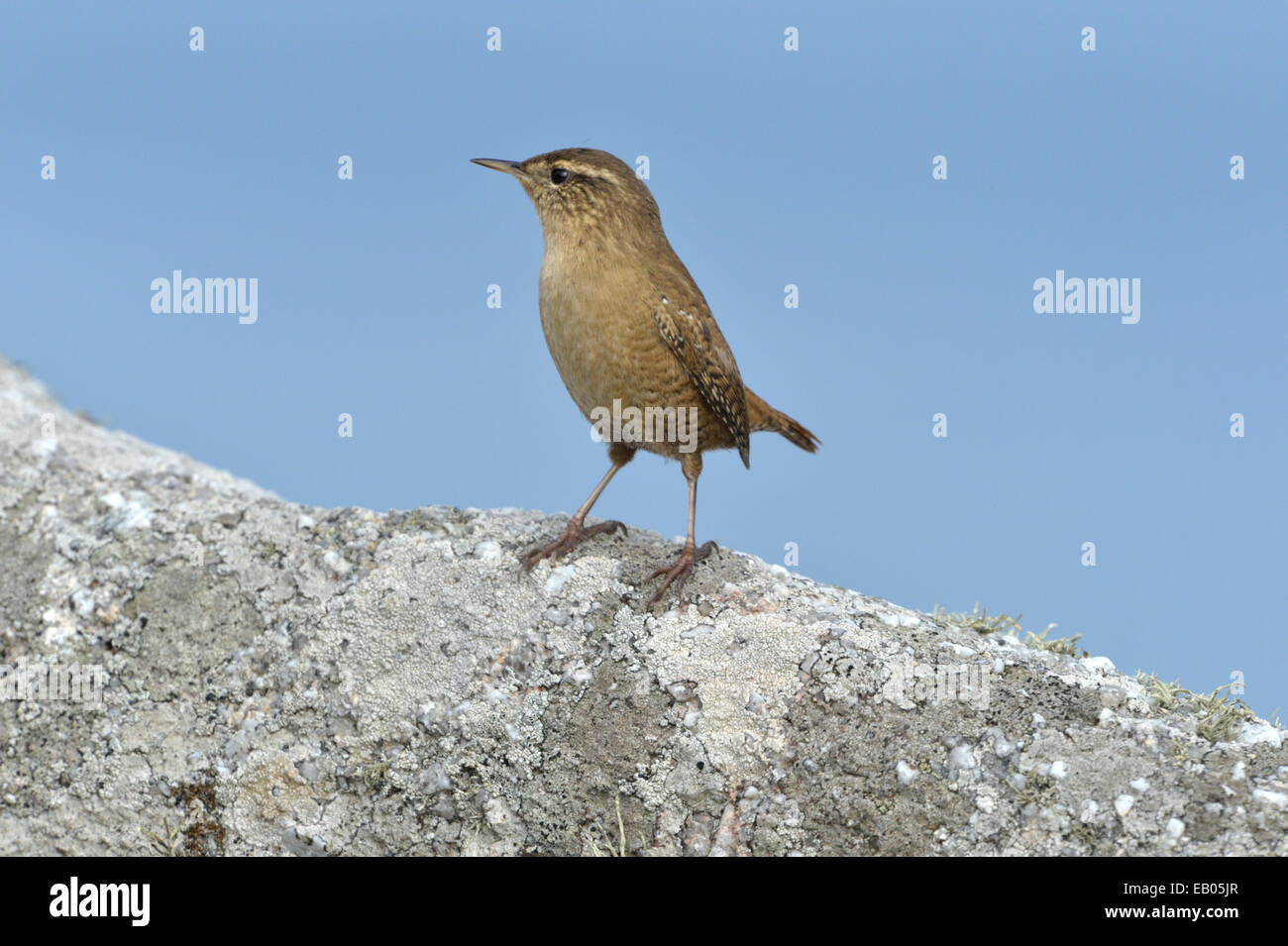 Wren troglodytes troglodytes bird hi-res stock photography and images ...