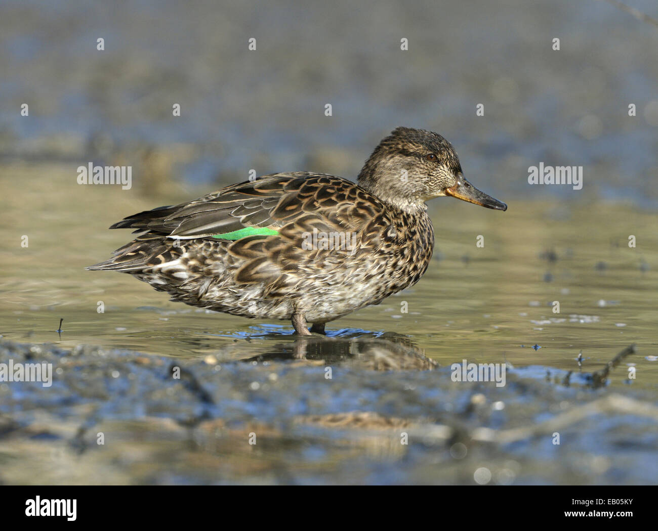 Female teal duck anas hi-res stock photography and images - Alamy