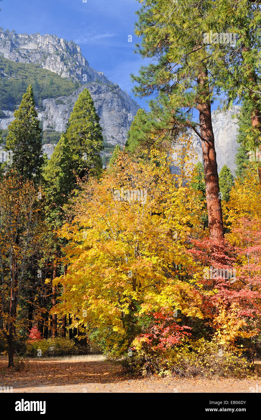 Pine trees and fall foliage frame a granite mountainside in Yosemite ...