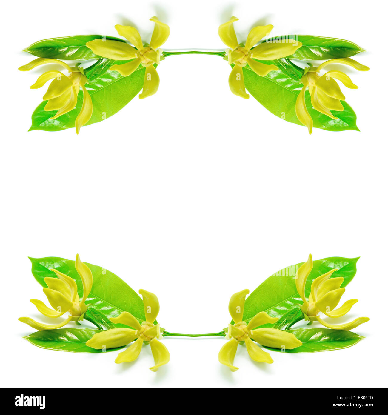 Ylang Ylang flower (Cananga odroata), isolated on a white background ...