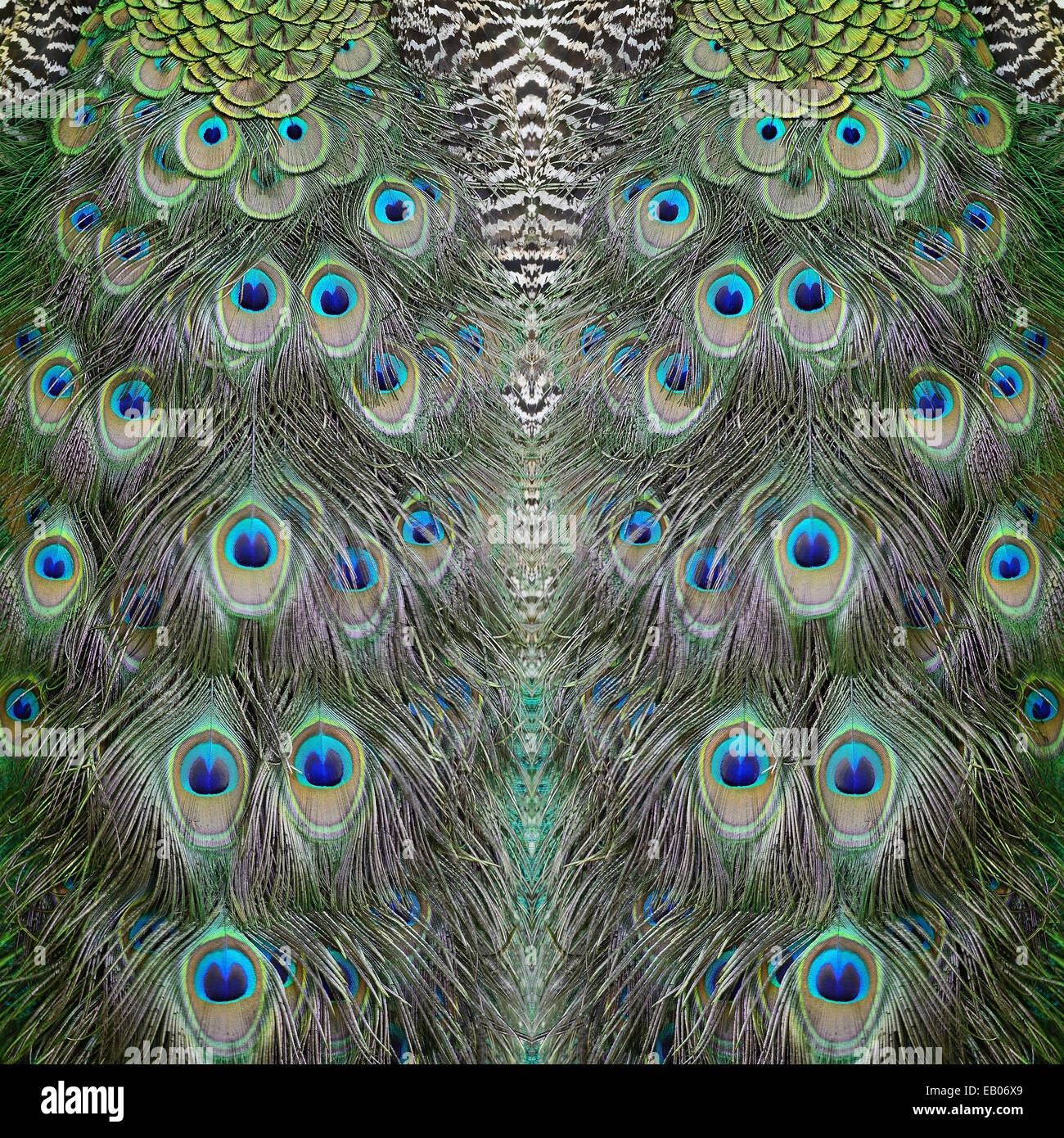 Beautiful Green Peafowl feather background pattern abstract Stock Photo ...