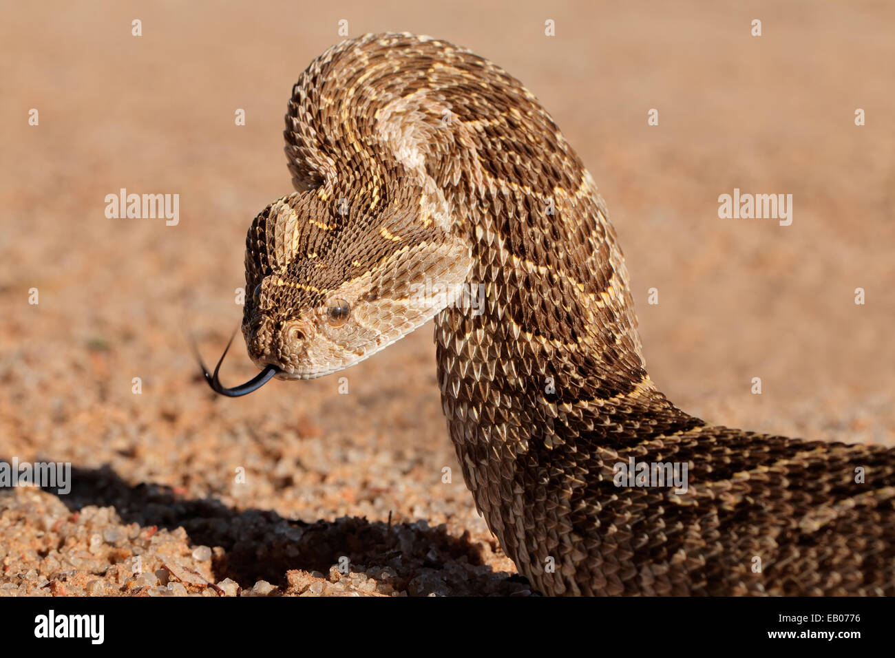 Adder eyes hi-res stock photography and images - Alamy