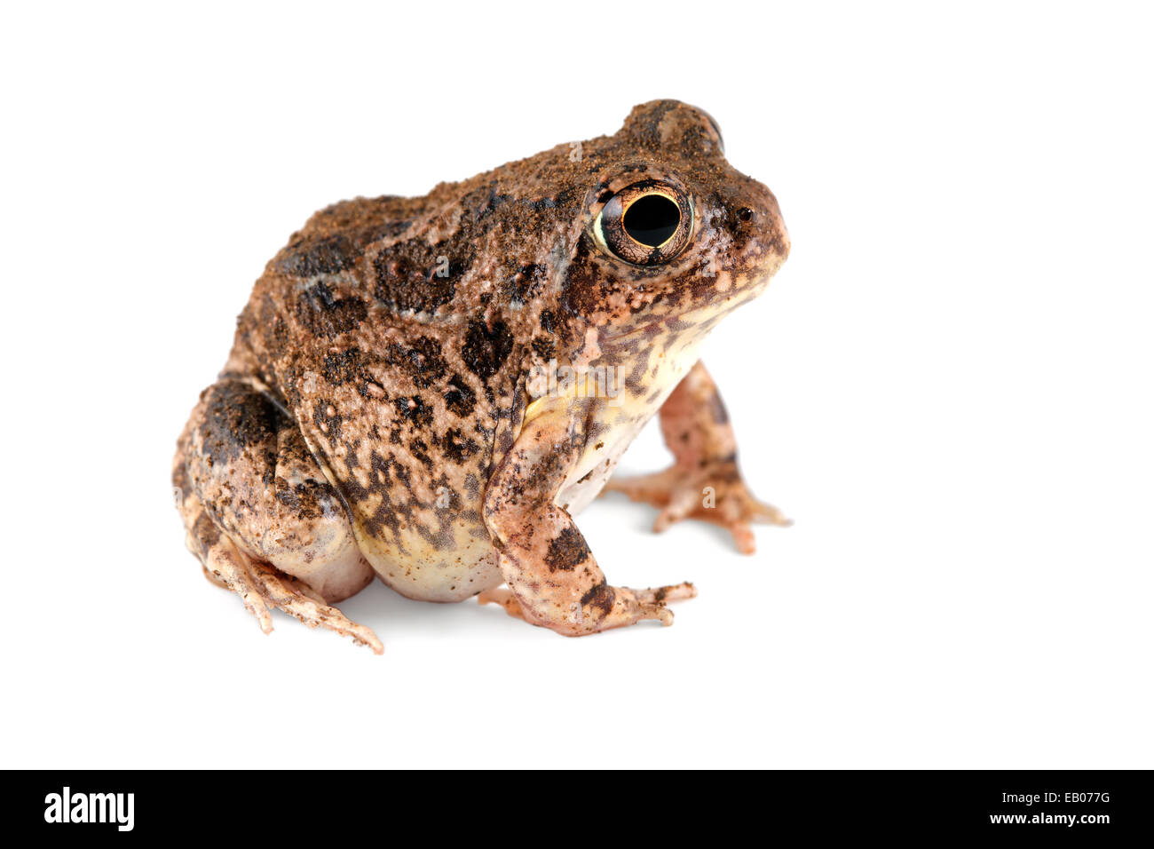 A southern African sand frog (Tomopterna cryptotis) on white Stock ...