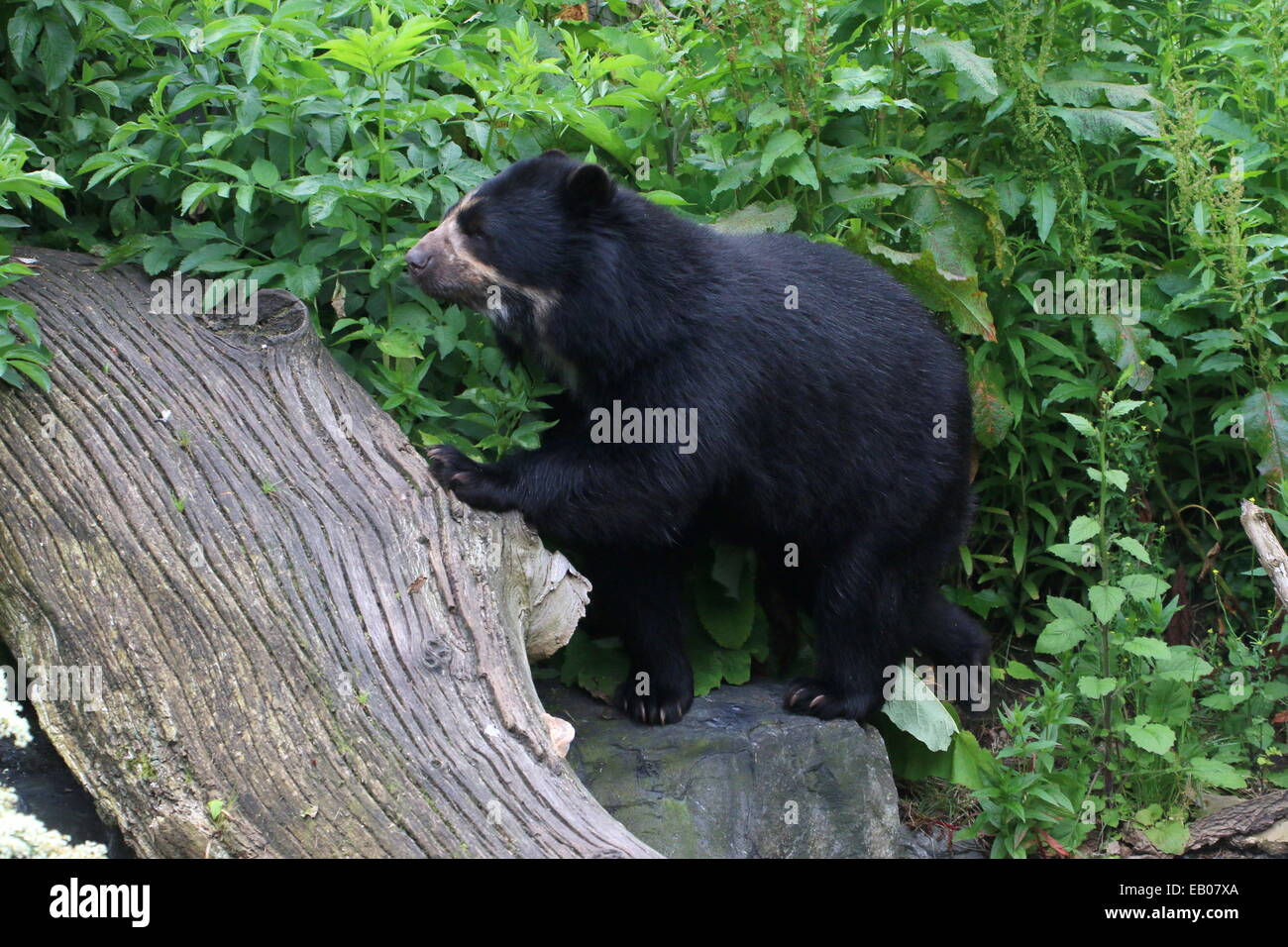 Spectacled bear paws hi-res stock photography and images - Alamy