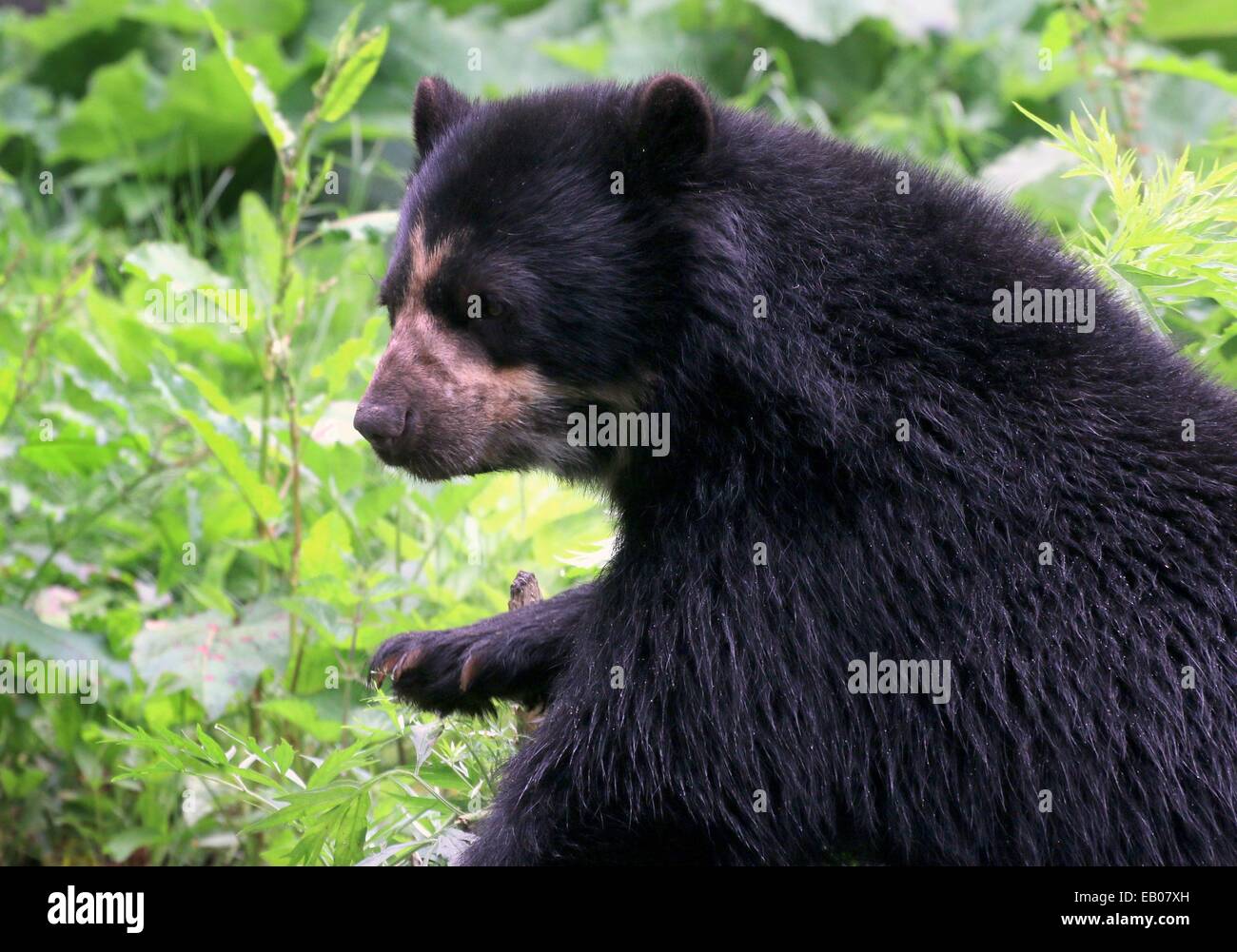 Oso andes hi-res stock photography and images - Alamy