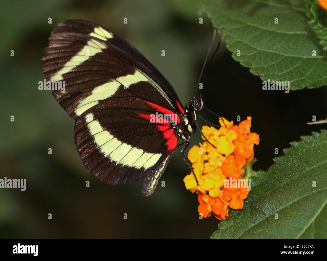 Neotrpics hi-res stock photography and images - Alamy