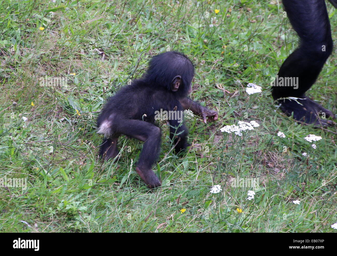 Dwarf gracile chimpanzee hi-res stock photography and images - Alamy