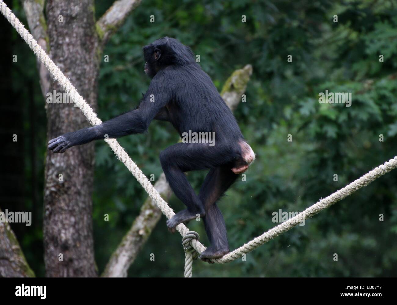 Bonobo standing hi-res stock photography and images - Alamy