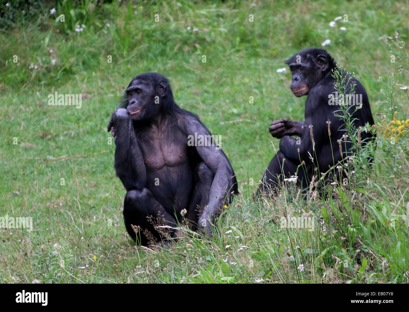 Two male chimpanzees hi-res stock photography and images - Alamy