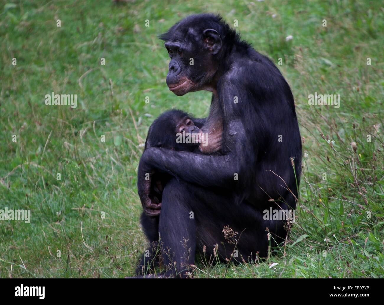 Mature Female African Bonobo or Pygmy Chimpanzee (Pan Paniscus) with ...