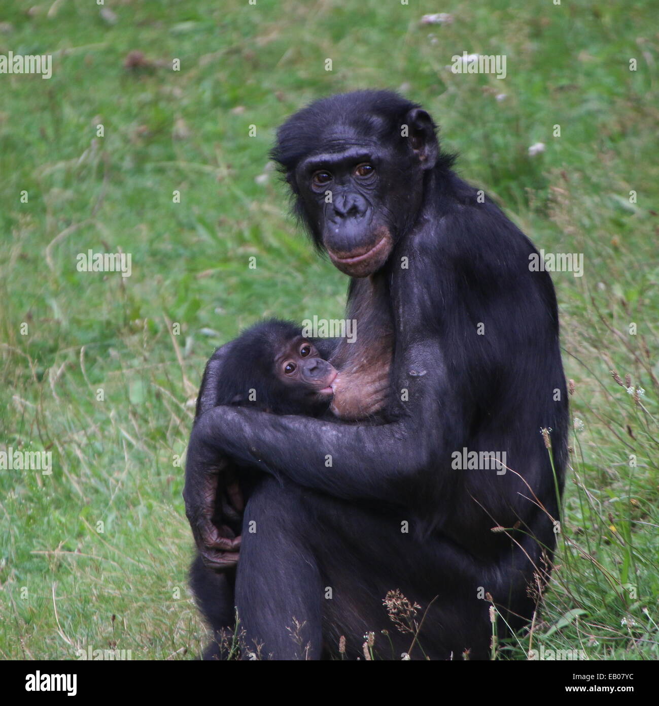 Mature Female Bonobo or Pygmy Chimpanzee (Pan Paniscus) with her young ...