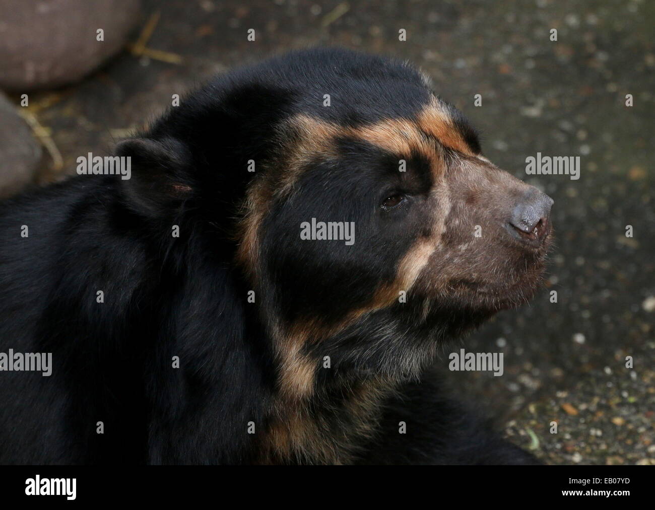 Spectacled or Andean bear (Tremarctos ornatus) close-up of the head ...