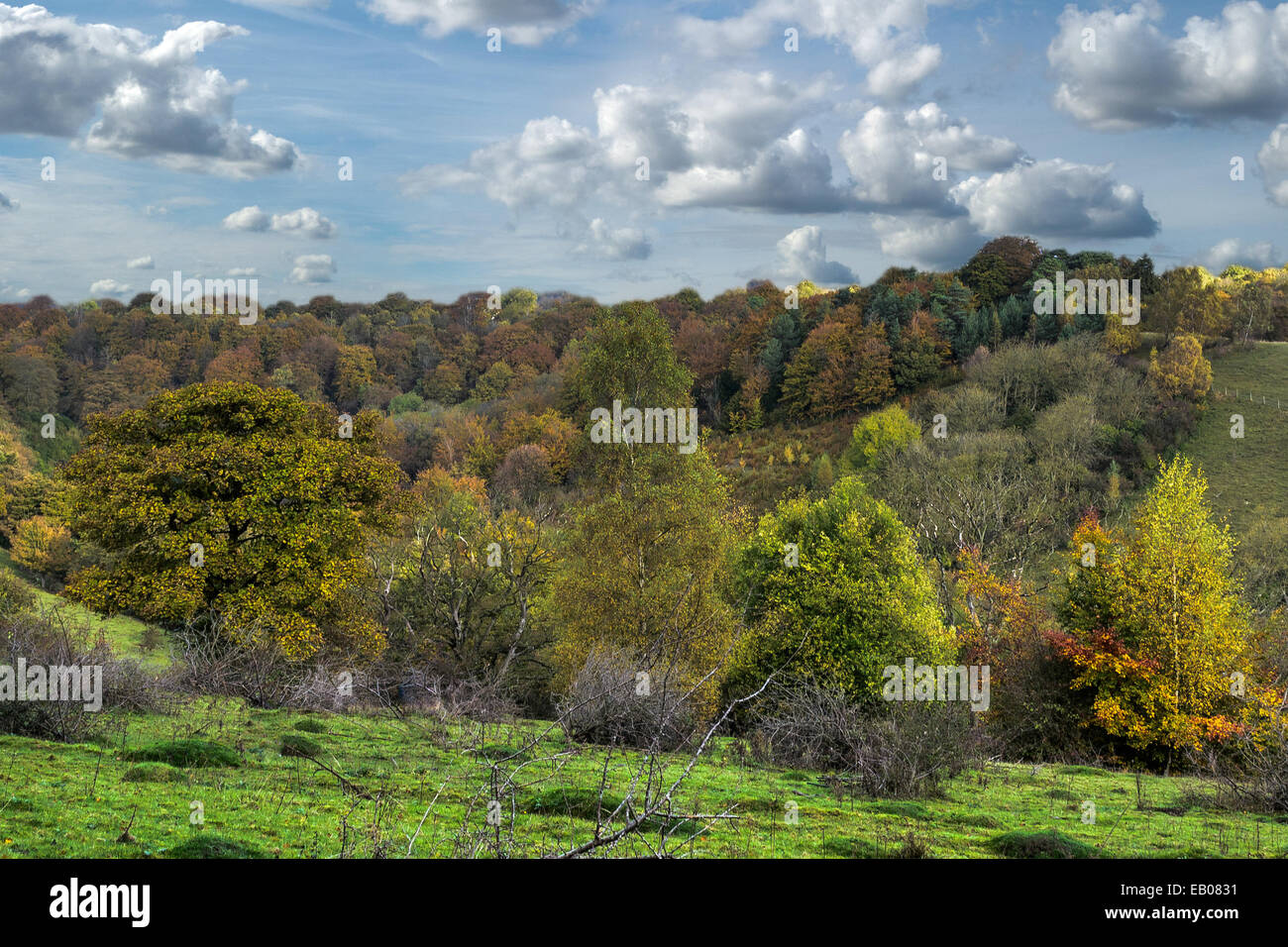 Wooded hillside woods forest hi-res stock photography and images - Alamy