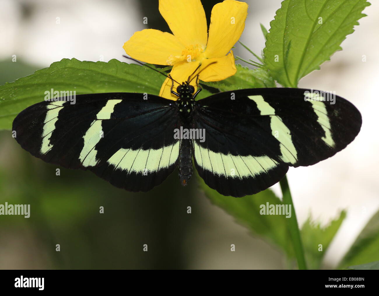 Hewitson's Longwing butterfly (Heliconius Hewitsoni) dorsal view ...