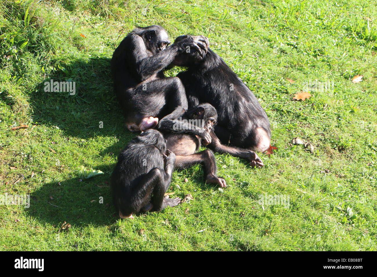 Family group of African Bonobo Chimpanzees (Pan Paniscus) grooming each ...