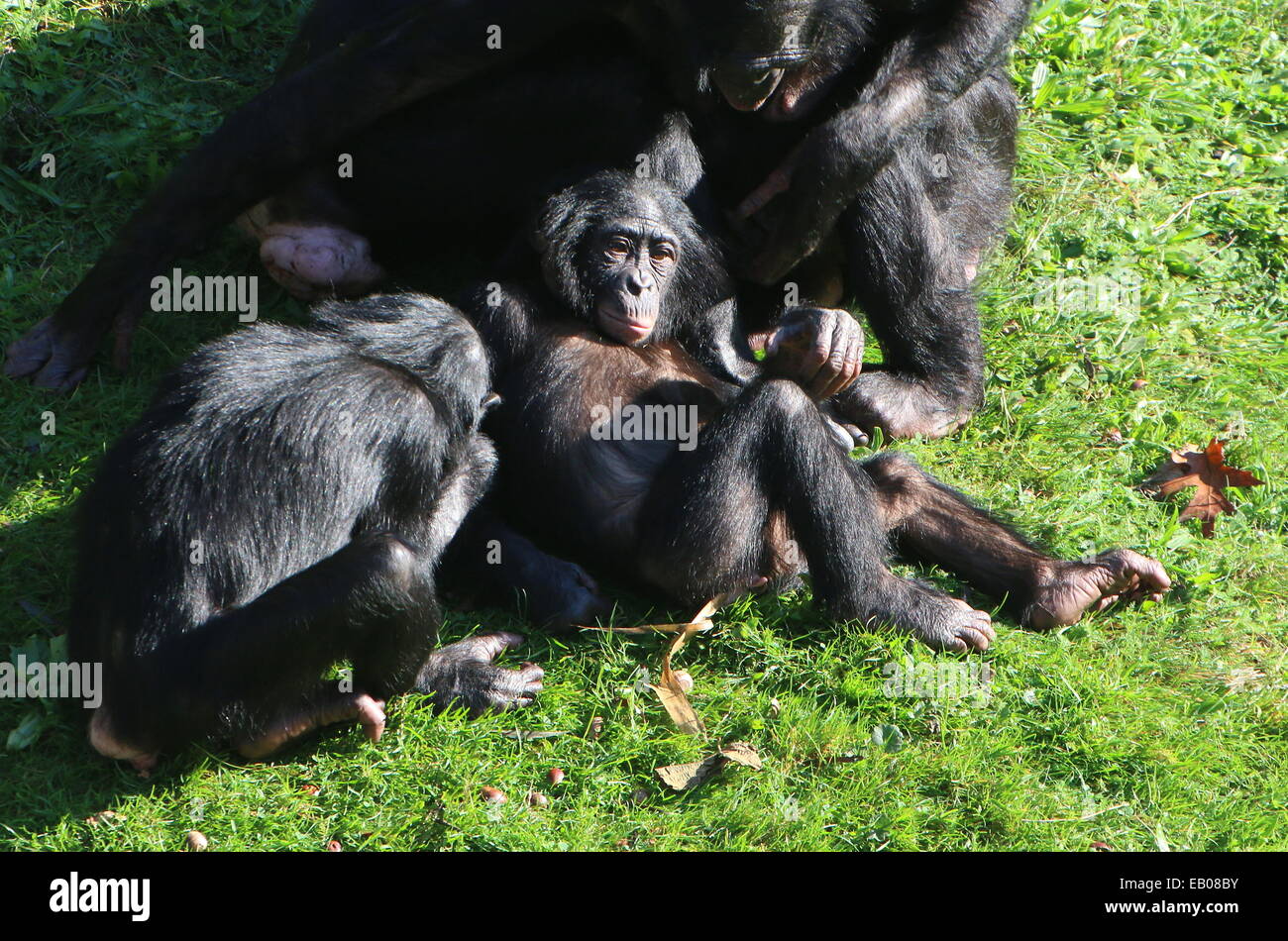 Bonobos grooming hi-res stock photography and images - Alamy