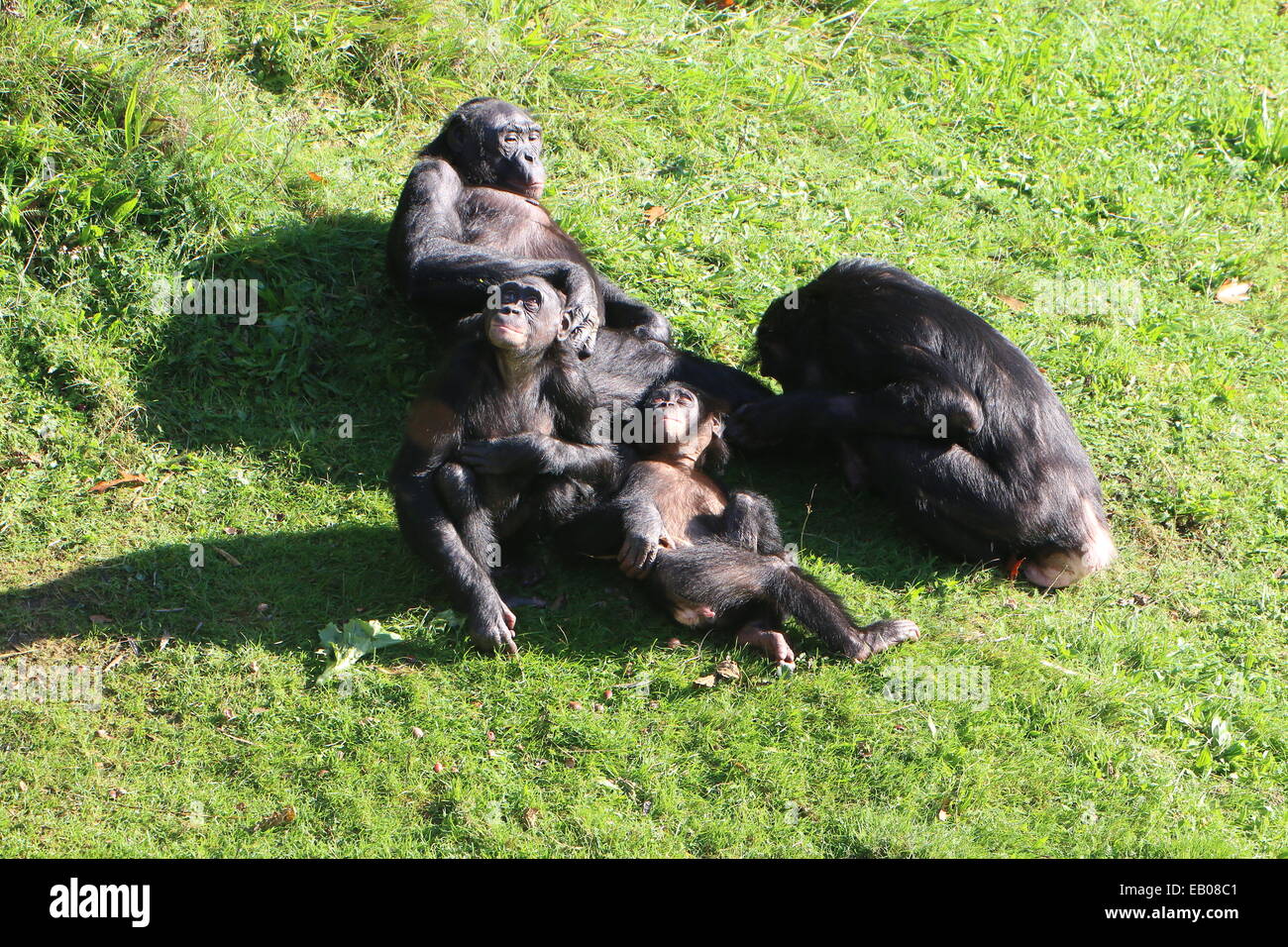 Group of 4 Bonobo Chimpanzees (Pan Paniscus) grooming each other and ...