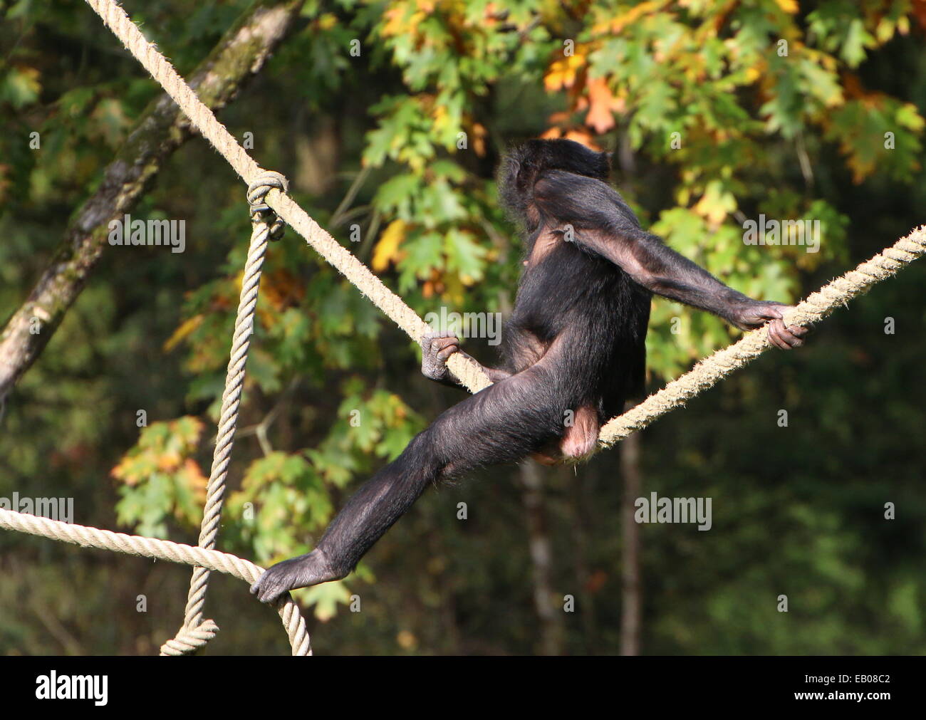 Bonobo or Pygmy Chimpanzee (Pan Paniscus) learning the ropes at ...