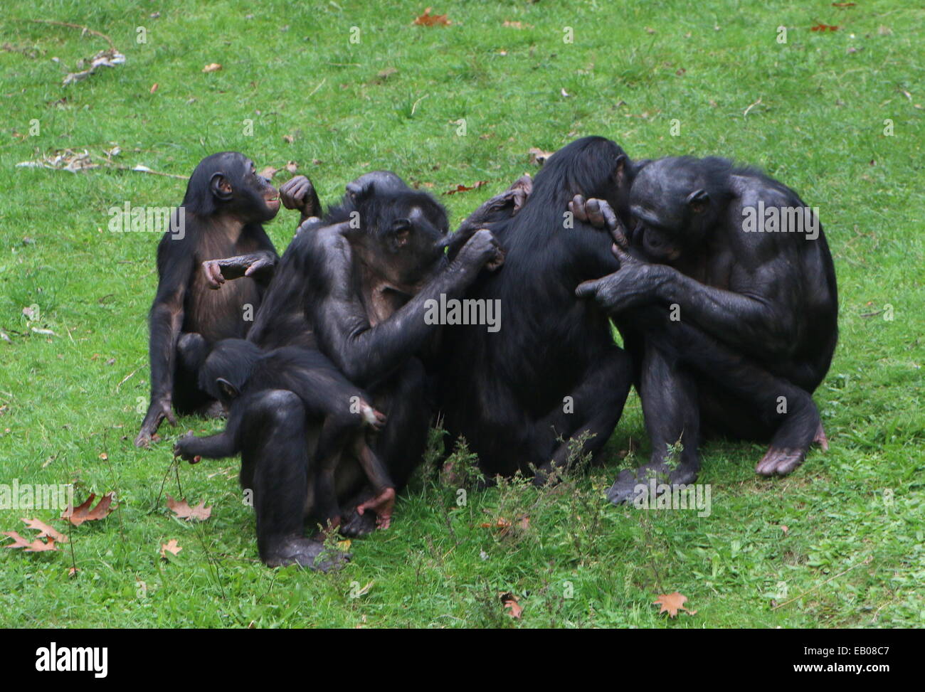 Group of 6 Bonobo Chimpanzees (Pan Paniscus) grooming each other and ...