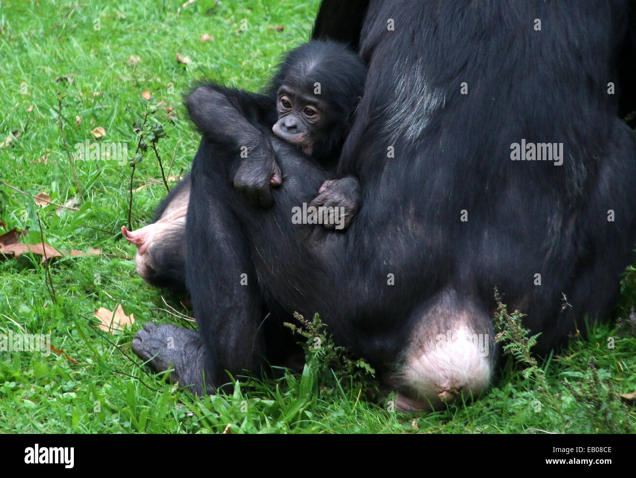 Young Bonobo or (formerly) Pygmy Chimpanzee (Pan Paniscus) holding his ...