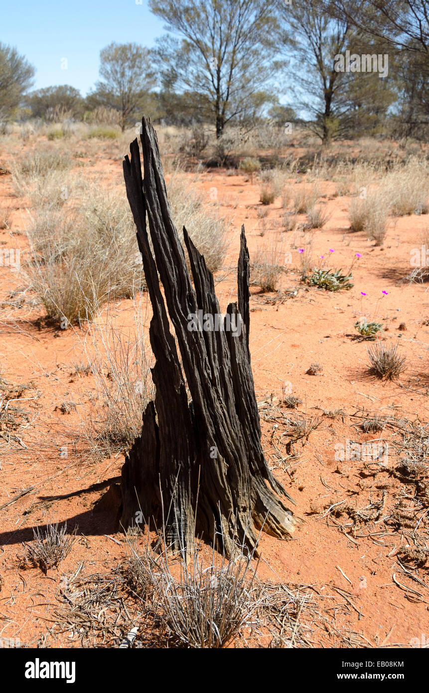Dead tree stump in desert, Ayers Rock, Uluru, Northern Territory ...