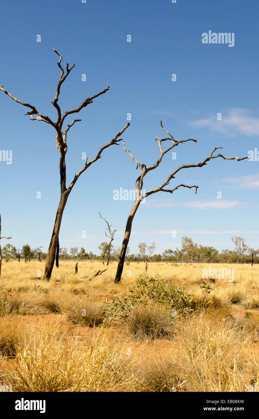 Dead trees in desert, Ayers Rock, Uluru, Northern Territory, Australia ...