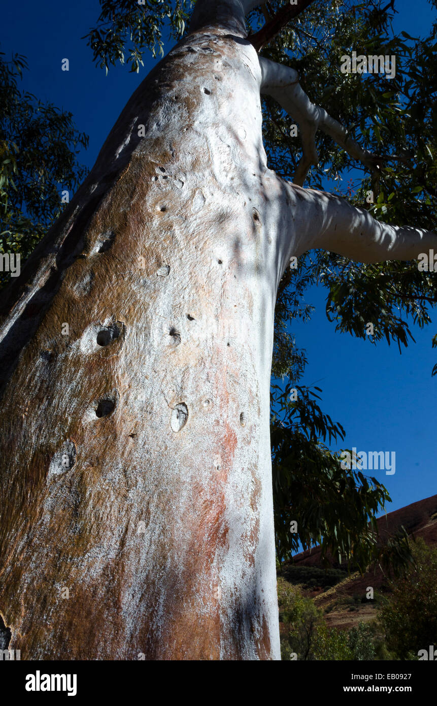 White Gum tree, The Olgas, Northern Territory, Australia Stock Photo ...