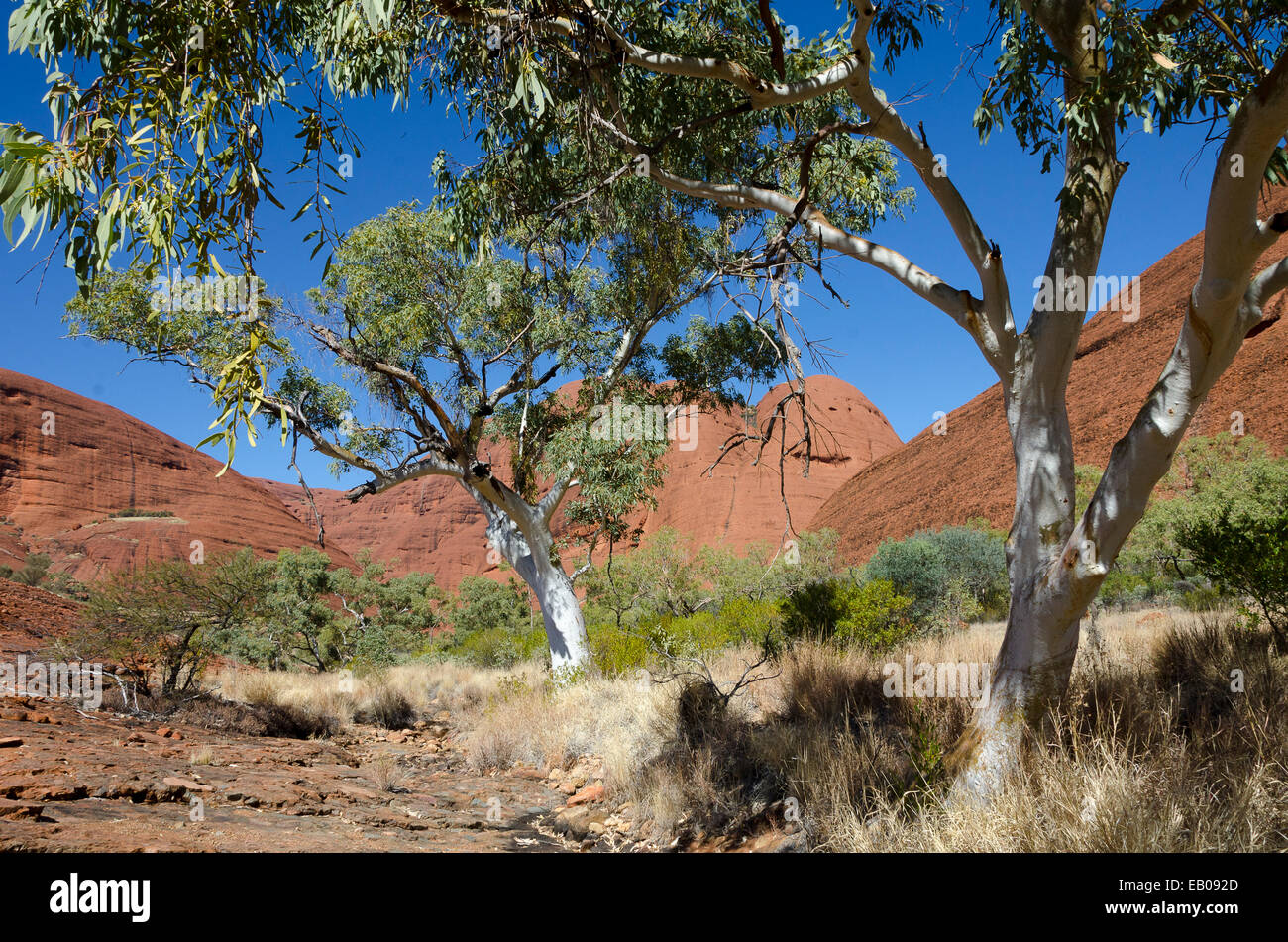 White Gum Trees High Resolution Stock Photography and Images - Alamy