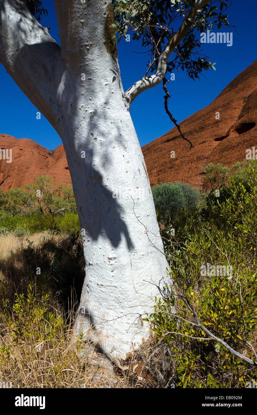 White Gum tree, The Olgas, Northern Territory, Australia Stock Photo ...