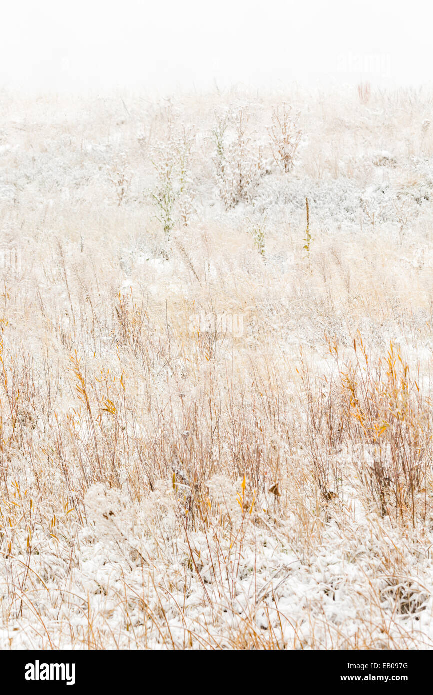 Wildlife refuge area after fresh snow in the morning Stock Photo - Alamy