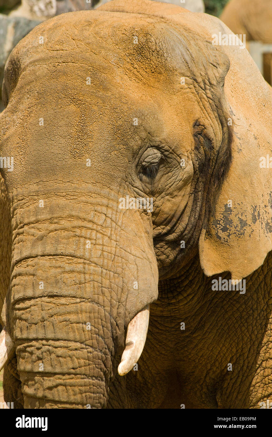 Portrait of Elephant Stock Photo - Alamy