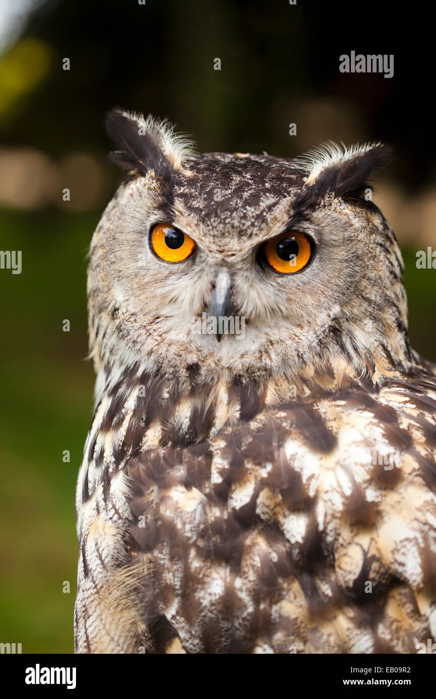 Eagle owl portrait Stock Photo - Alamy