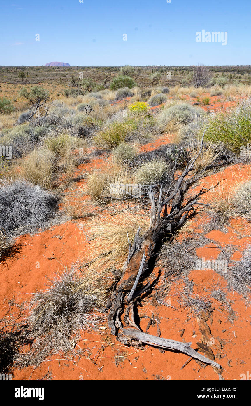 Plants in red desert, Ayers Rock, Uluru, Northern Territory, Australia ...