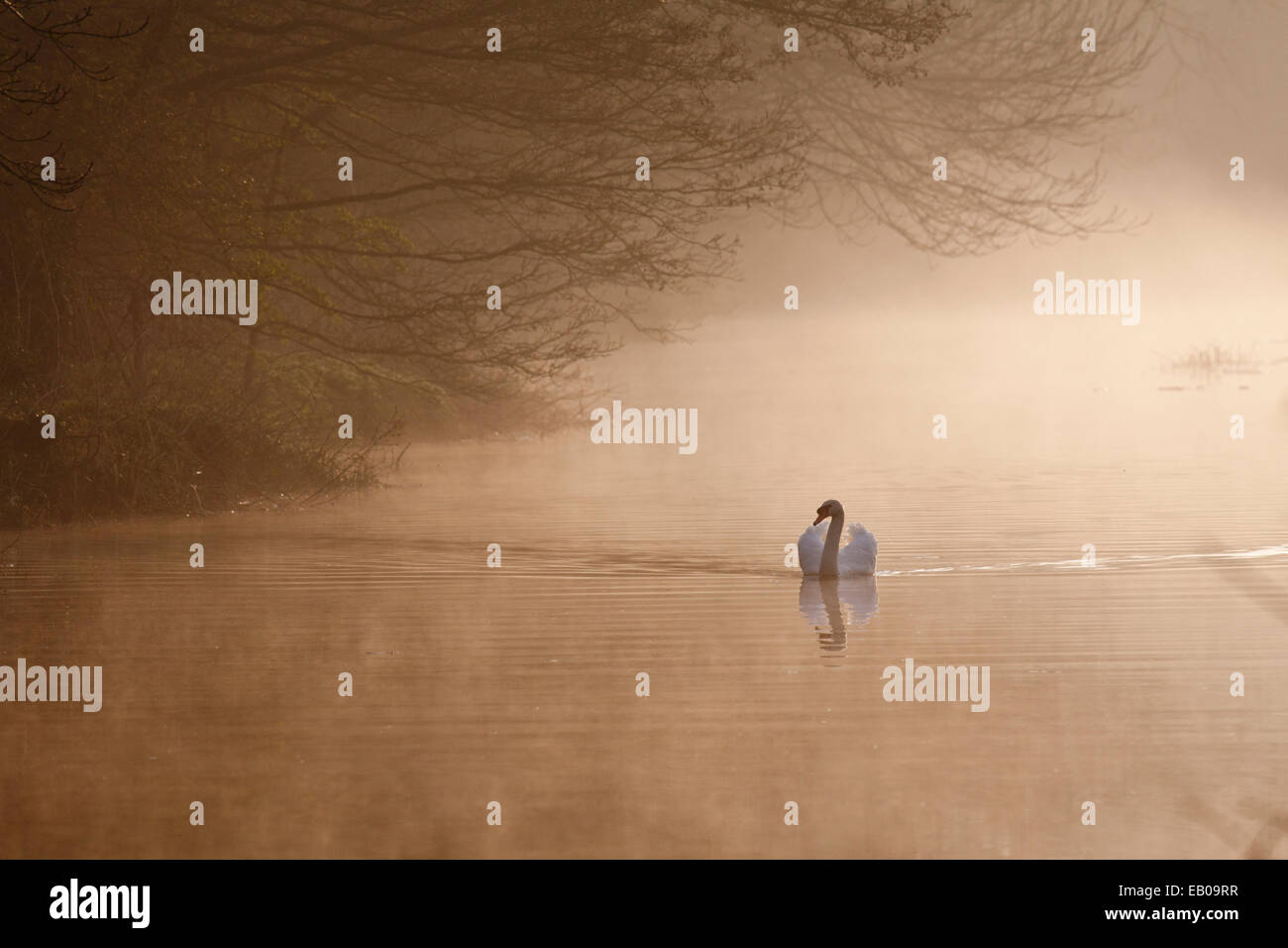 Swan floating down the river at dawn Stock Photo - Alamy