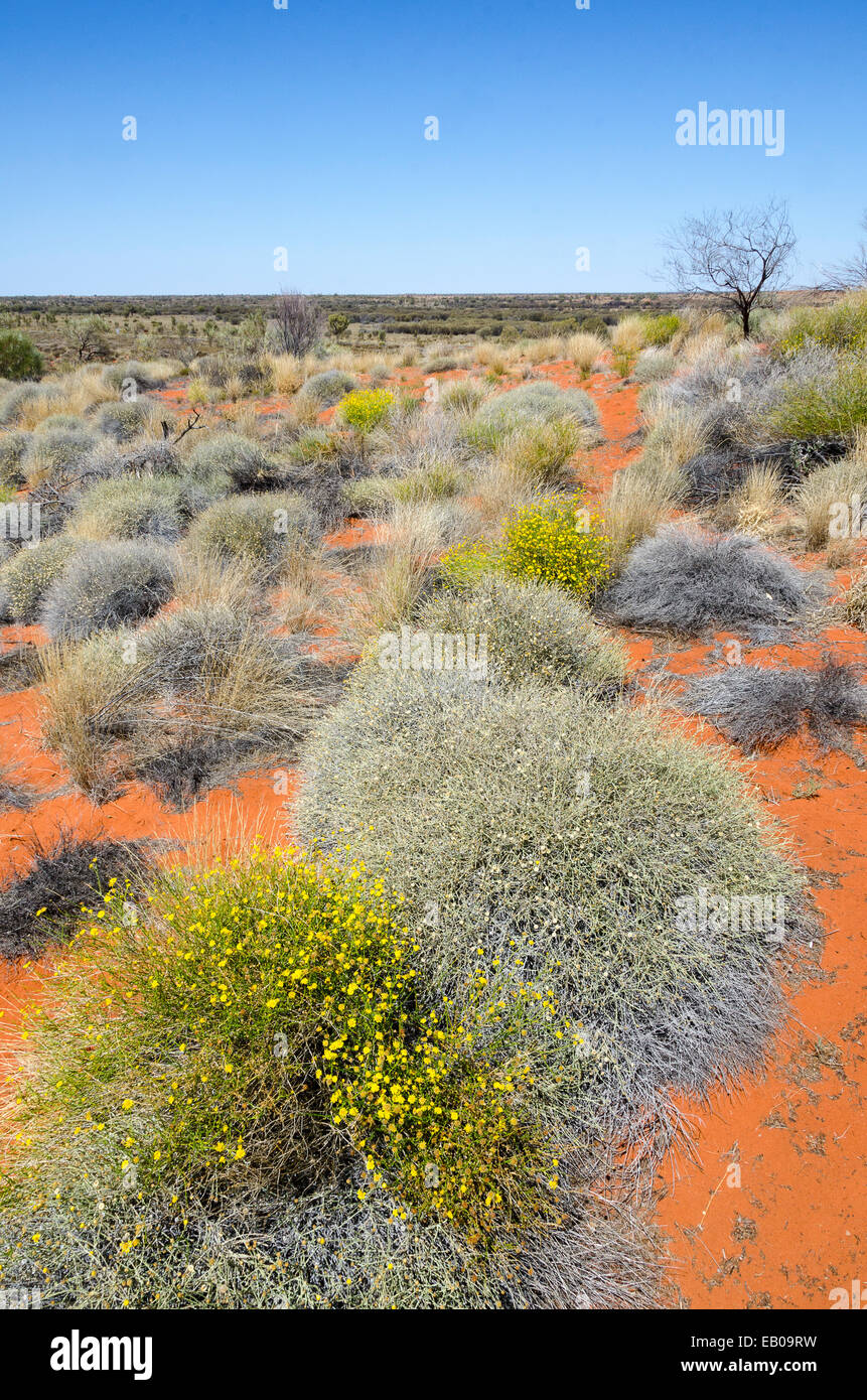 Plants in red desert, Ayers Rock, Uluru, Northern Territory, Australia ...