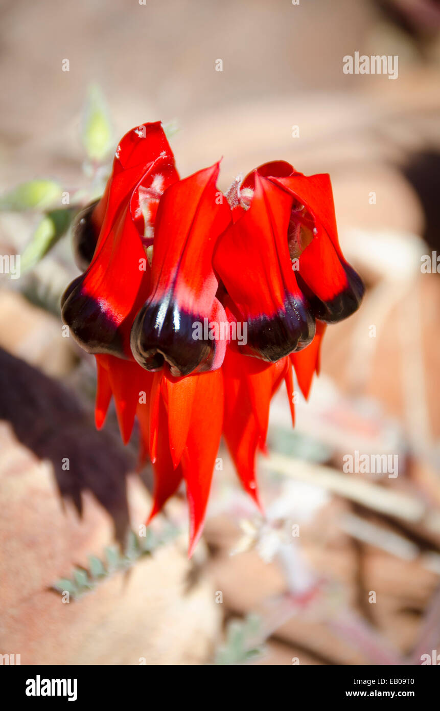 Sturts Desert Pea, Yulara, Northern Territory, Australia. Emblem of ...