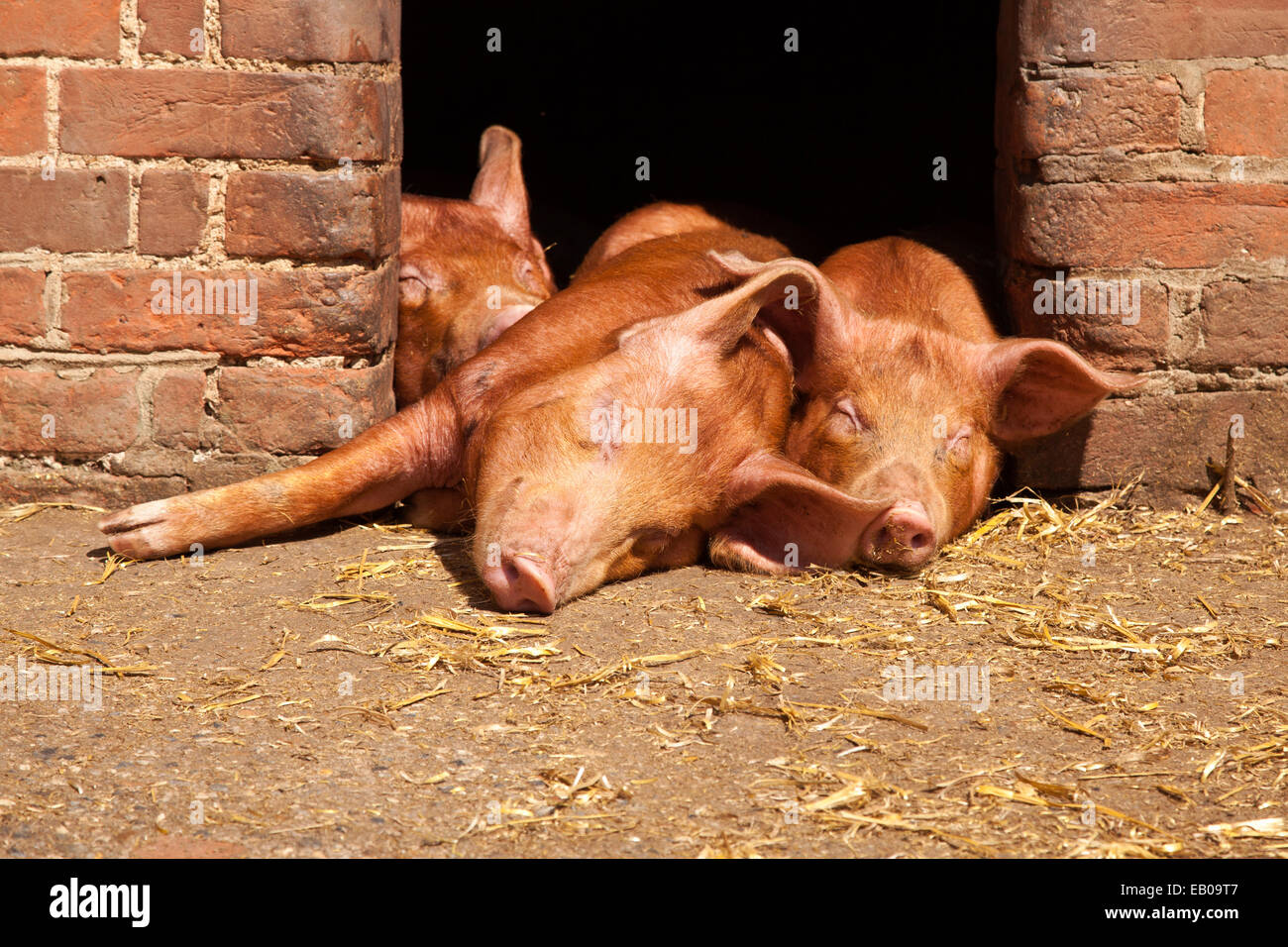 Pigs hi-res stock photography and images - Alamy