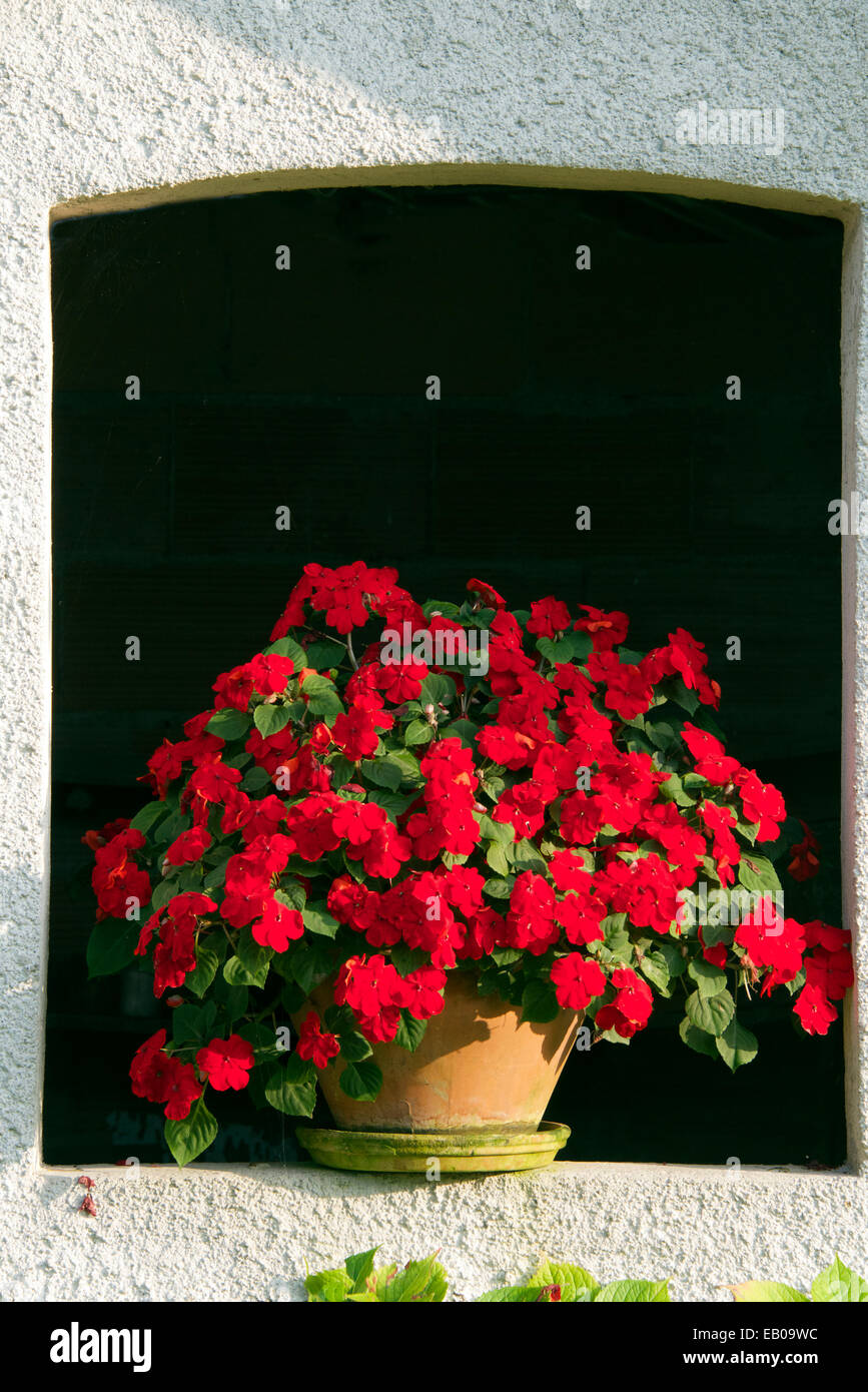 Geraniums Belvedere Campea Treviso Province Northern Italy Stock Photo ...