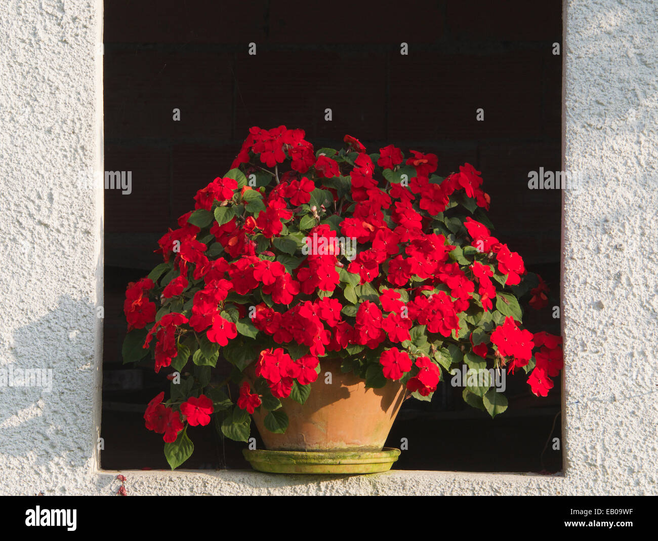 Geraniums Belvedere Campea Treviso Province Northern Italy Stock Photo ...