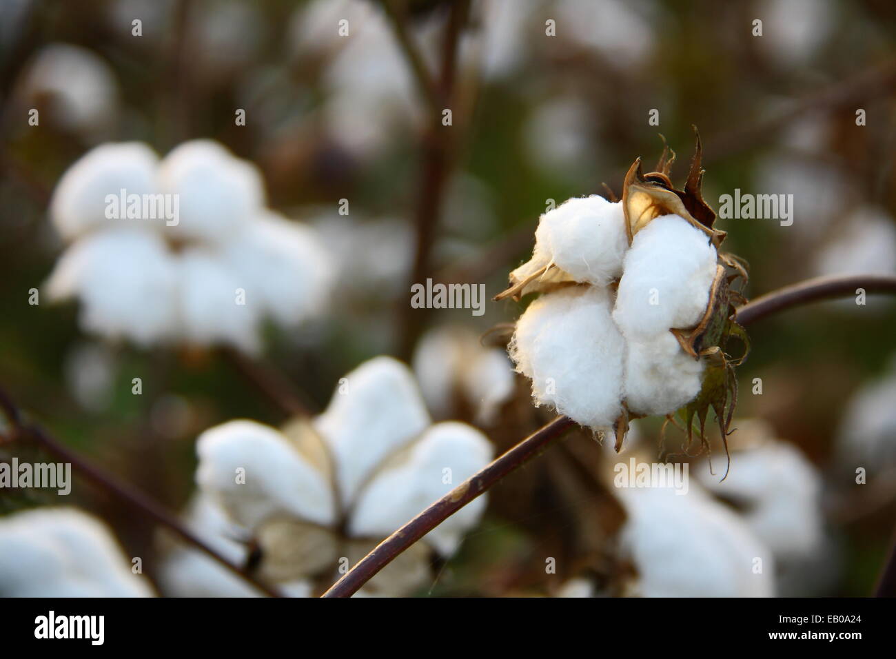 Cotton plant hi-res stock photography and images - Alamy