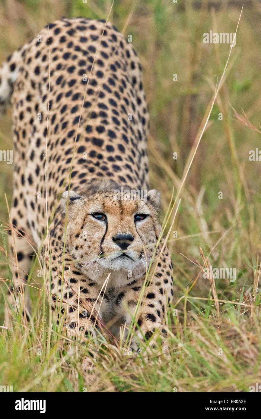 Cheetah stretching hi-res stock photography and images - Alamy