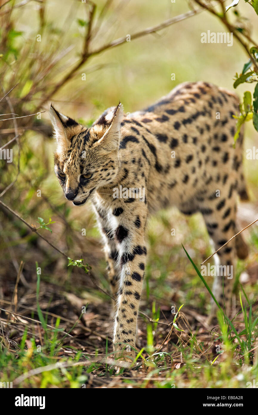 Serval cat walking in short grasses in Masai Mara Stock Photo - Alamy