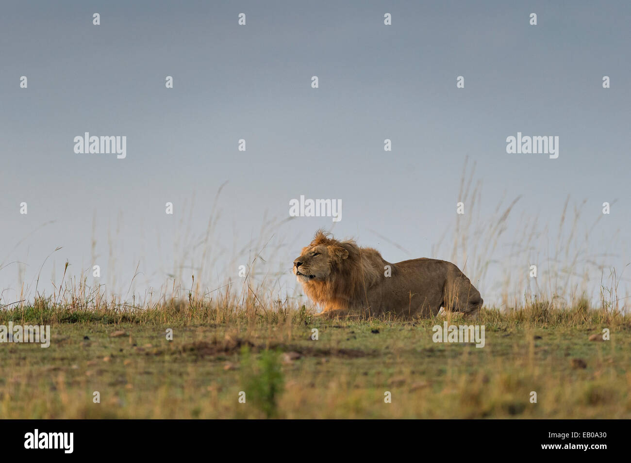 Male lion stalking in the grasslands of Maasai Mara Stock Photo - Alamy