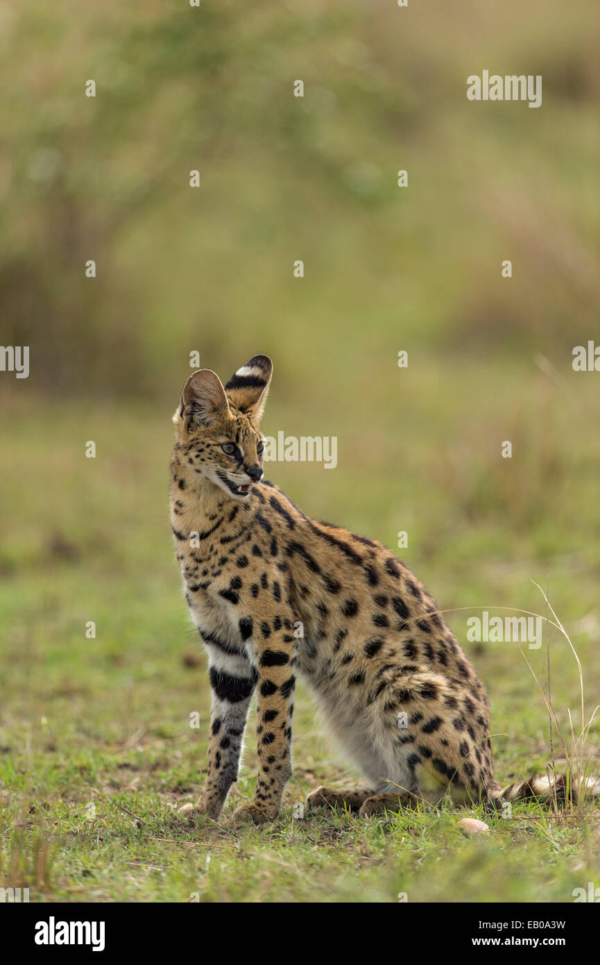 Serval cat resting in the grasslands of Masai Mara Stock Photo - Alamy